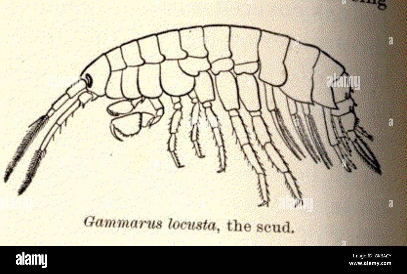 Gammarus locusta immagini e fotografie stock ad alta risoluzione - Alamy