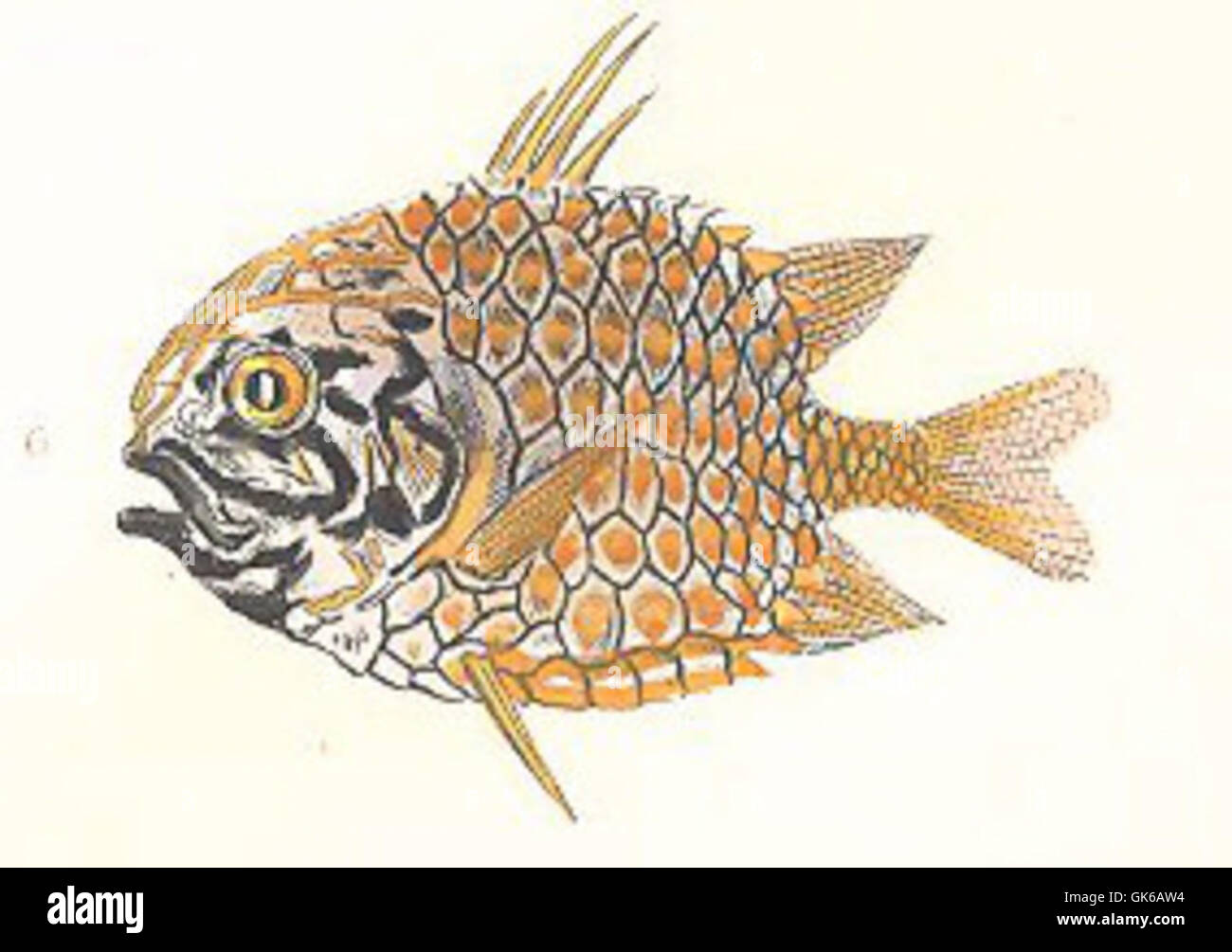 Monocentris japonicus immagini e fotografie stock ad alta risoluzione ...