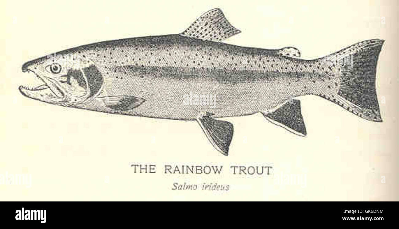 Mappa di salmone immagini e fotografie stock ad alta risoluzione - Alamy