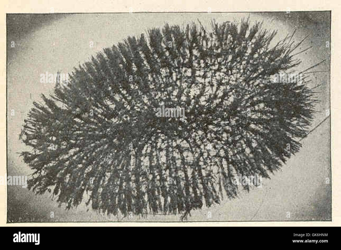 Scheletro assile immagini e fotografie stock ad alta risoluzione - Alamy