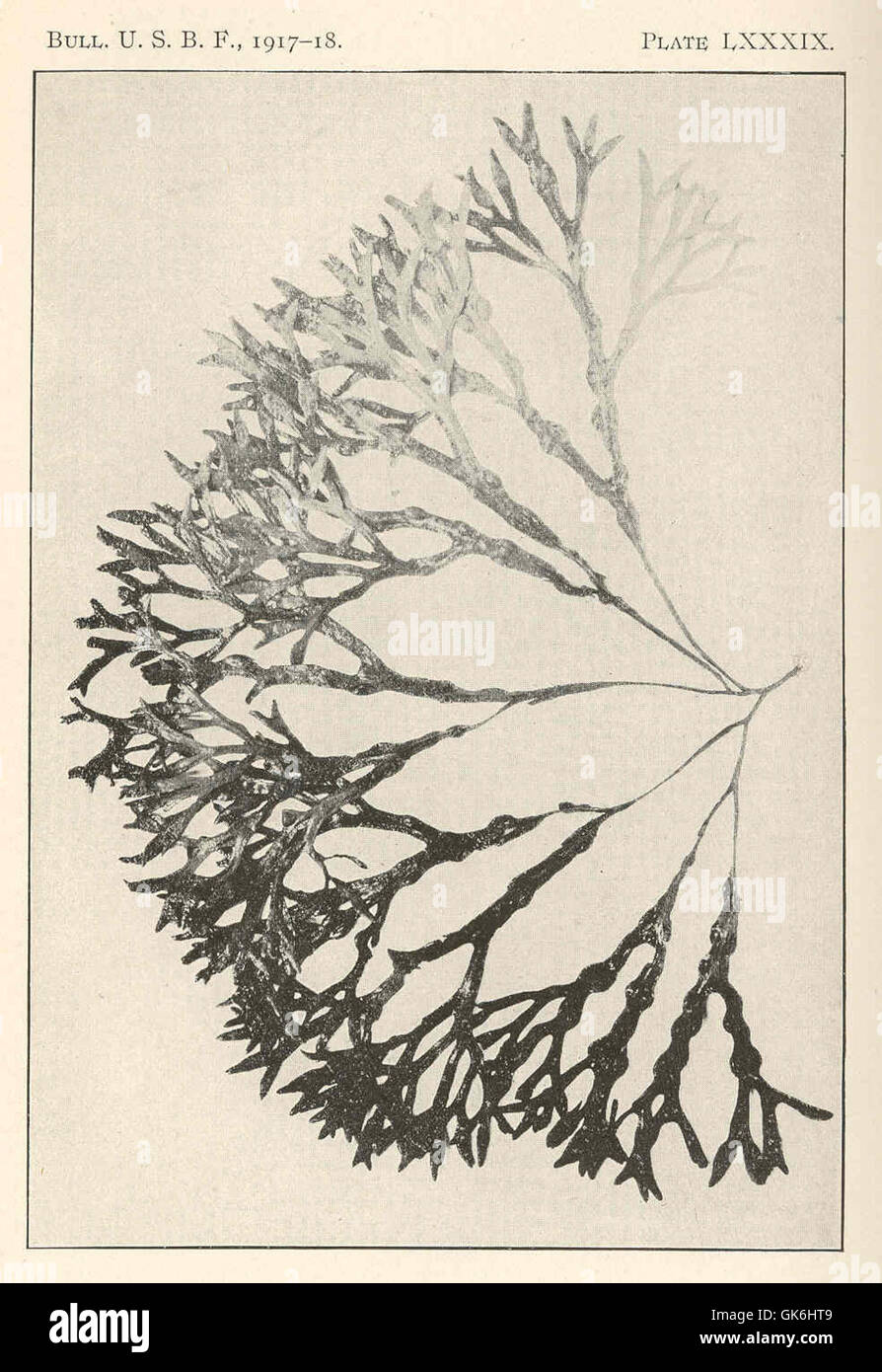 Fucus vesiculosus illustration immagini e fotografie stock ad alta ...
