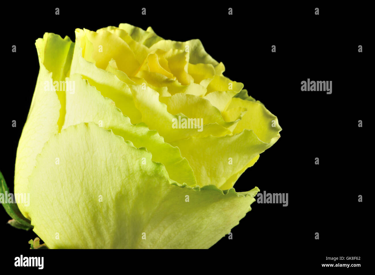 Sfondi neri e rosa immagini e fotografie stock ad alta risoluzione - Alamy