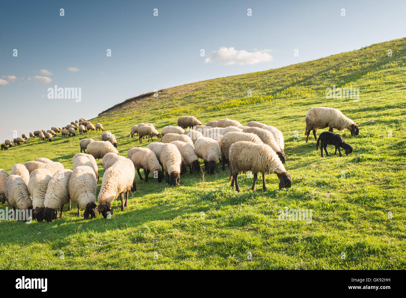 Gregge di pecore al pascolo in una collina al tramonto Foto stock - Alamy