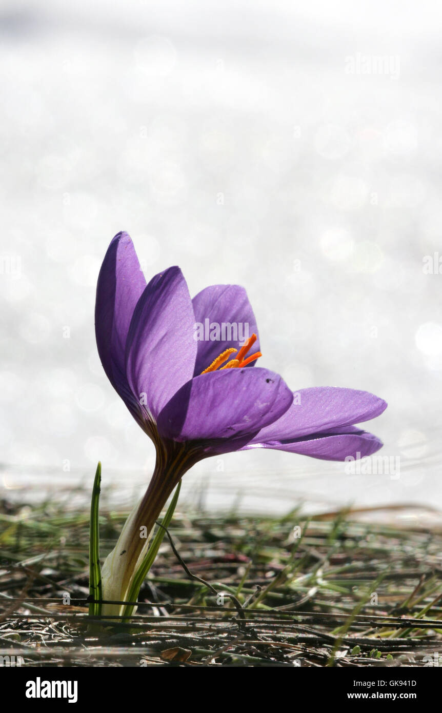 Inverno di fiori di croco immagini e fotografie stock ad alta ...