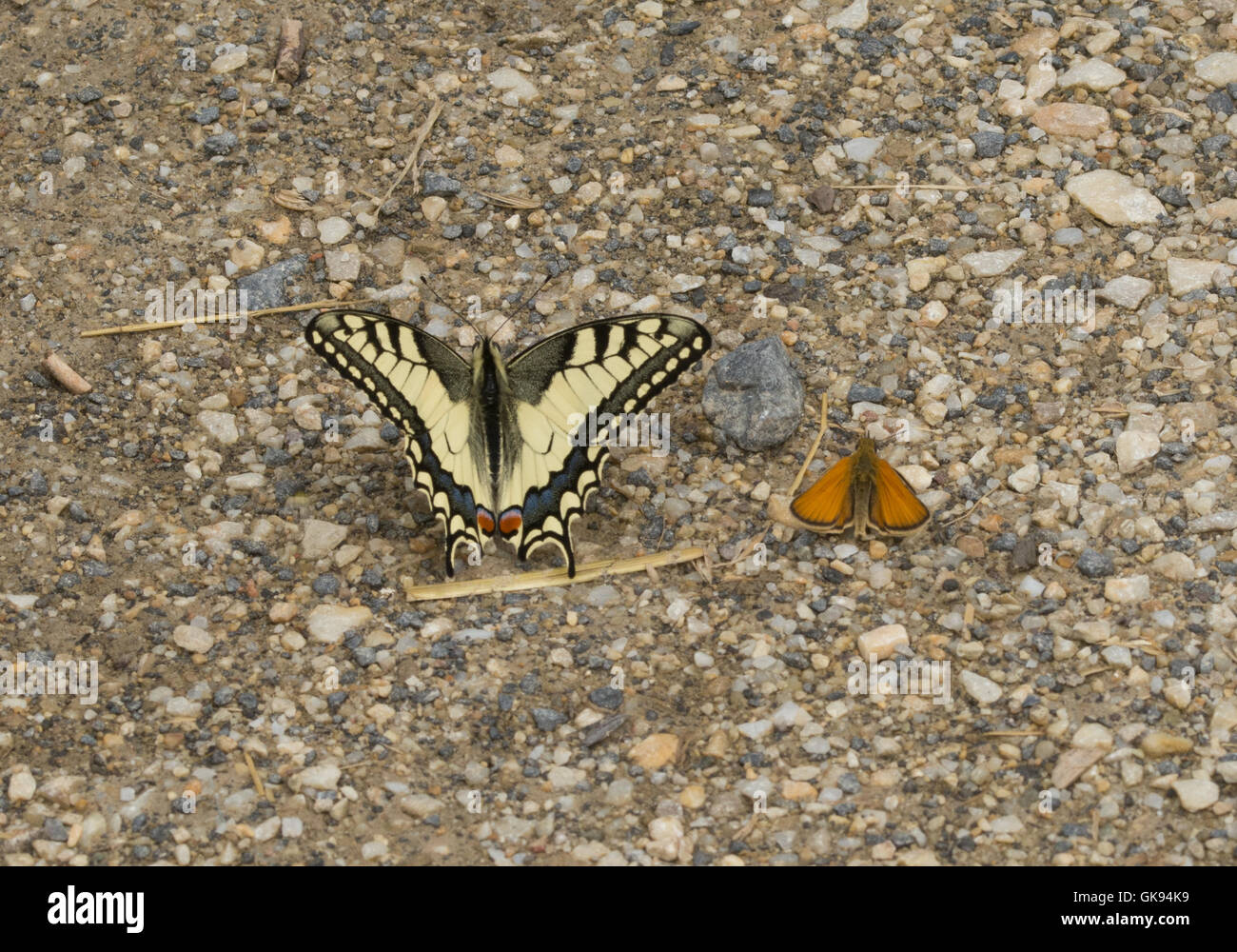 Papilio sylvestris immagini e fotografie stock ad alta risoluzione - Alamy