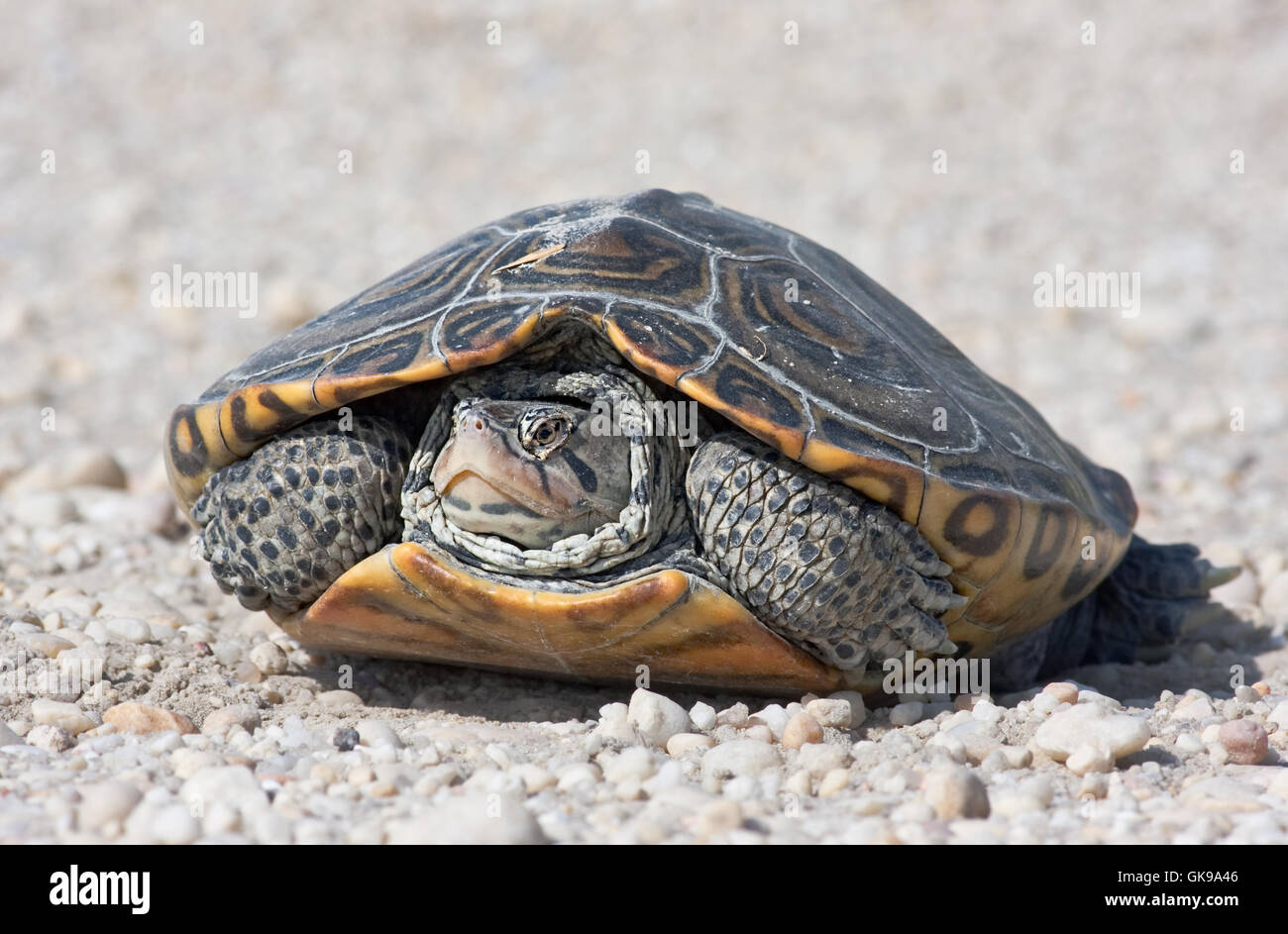Animali e fauna selvatica immagini e fotografie stock ad alta ...