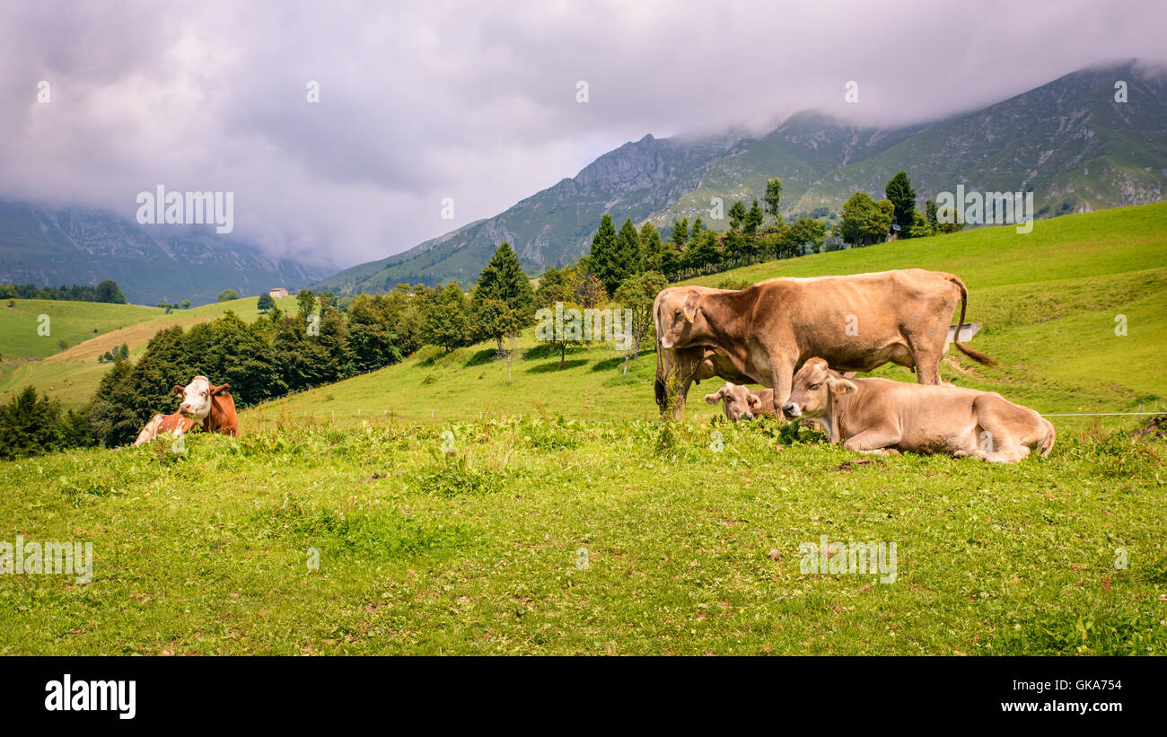 Milck mucche al pascolo con la Svizzera sulle montagne Alpine erba ...