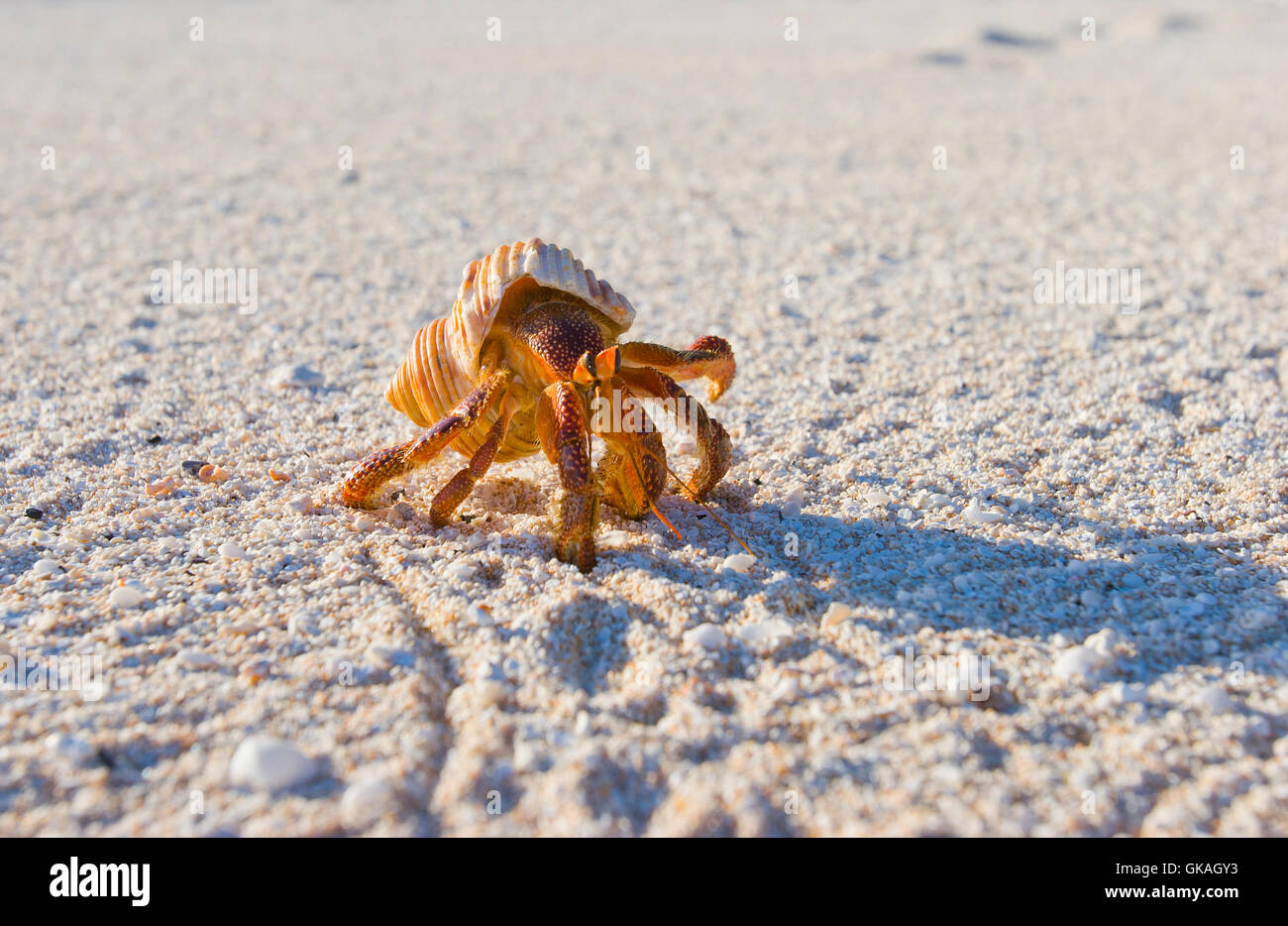 Granchio al cocco immagini e fotografie stock ad alta risoluzione - Alamy