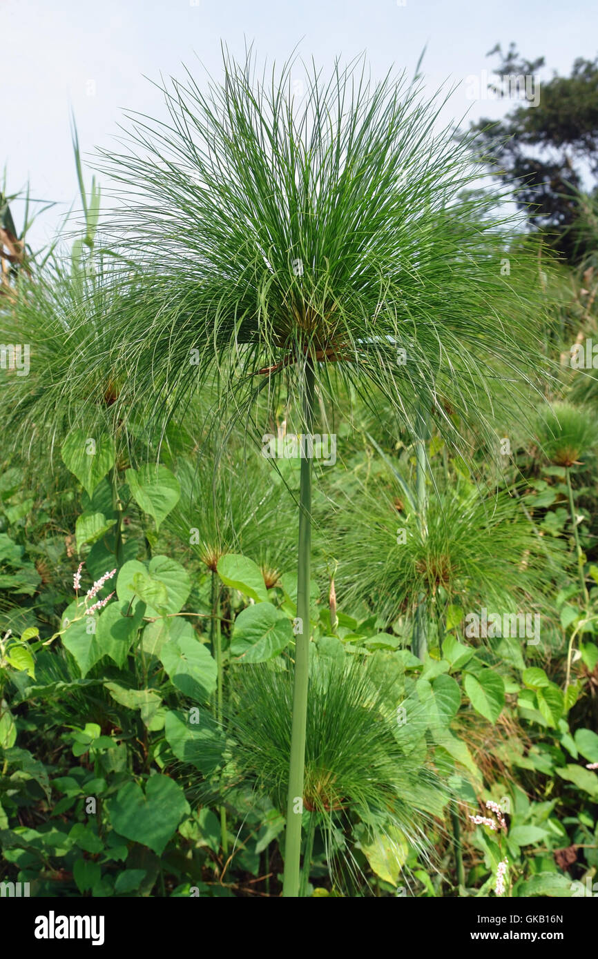 Pianta acquatica di papiro immagini e fotografie stock ad alta ...