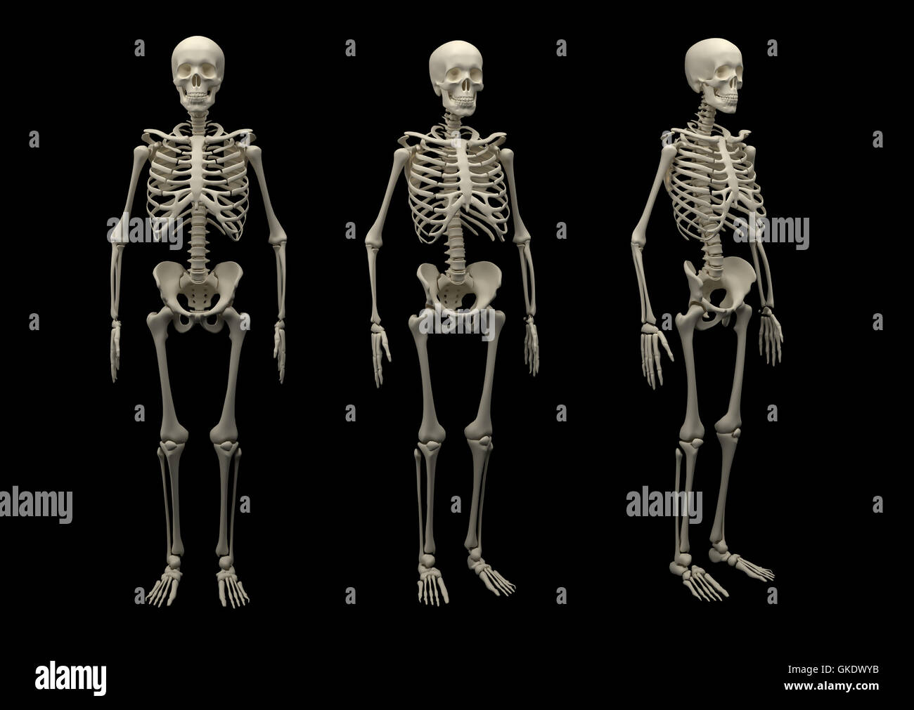Scheletro scheletro ossa umane cranio immagini e fotografie stock ad ...