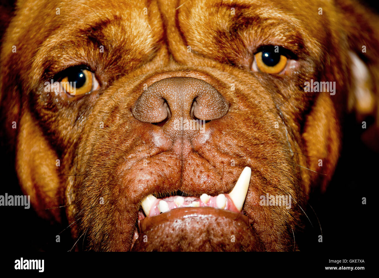 Faccia di cane brutto Foto stock - Alamy