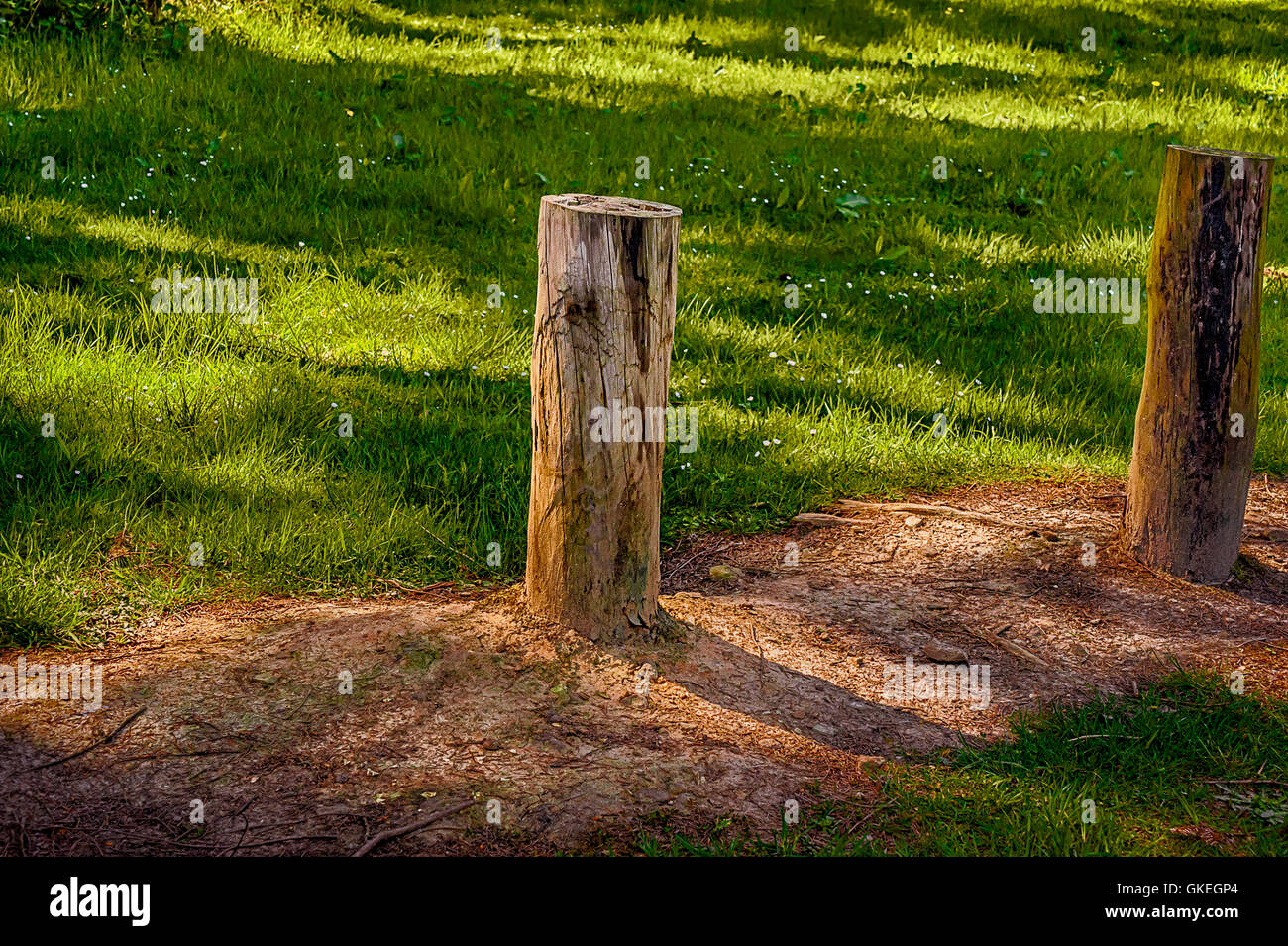 Legname tagliato immagini e fotografie stock ad alta risoluzione - Alamy