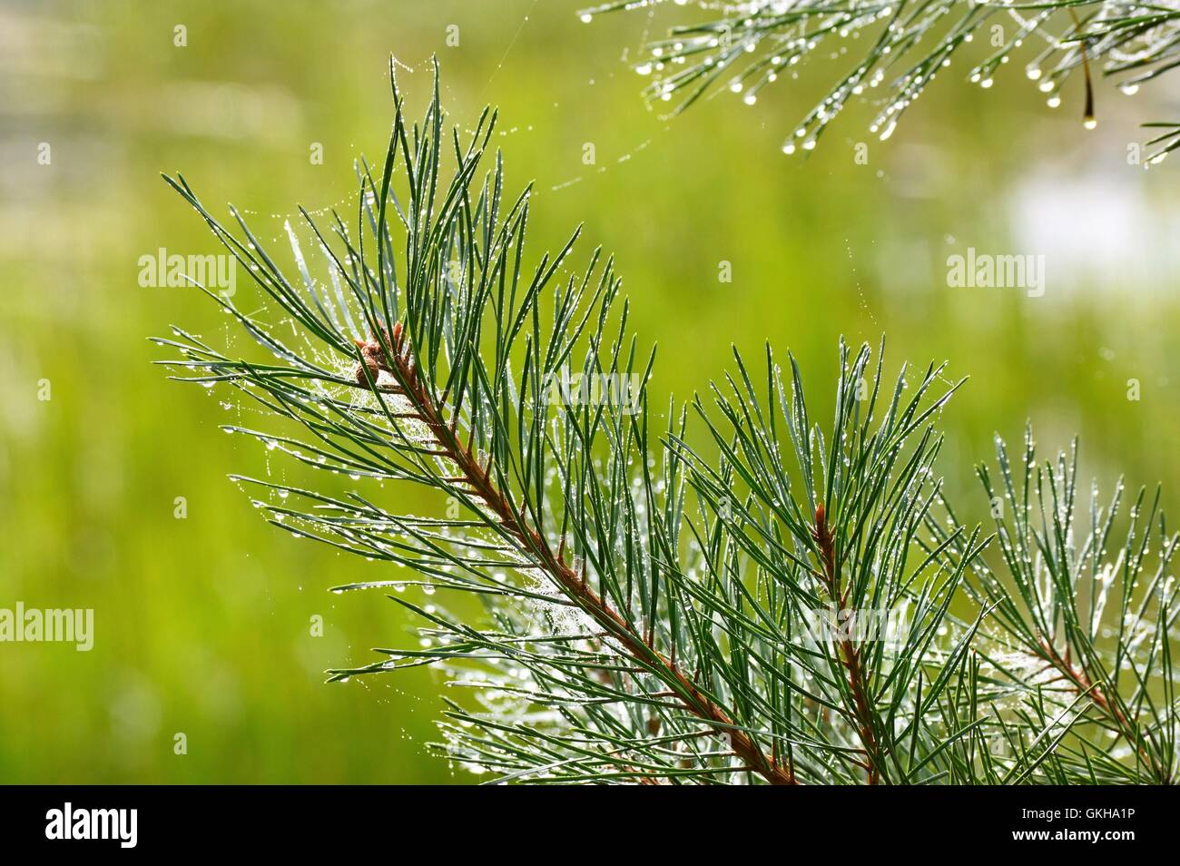 Albero umido immagini e fotografie stock ad alta risoluzione - Alamy