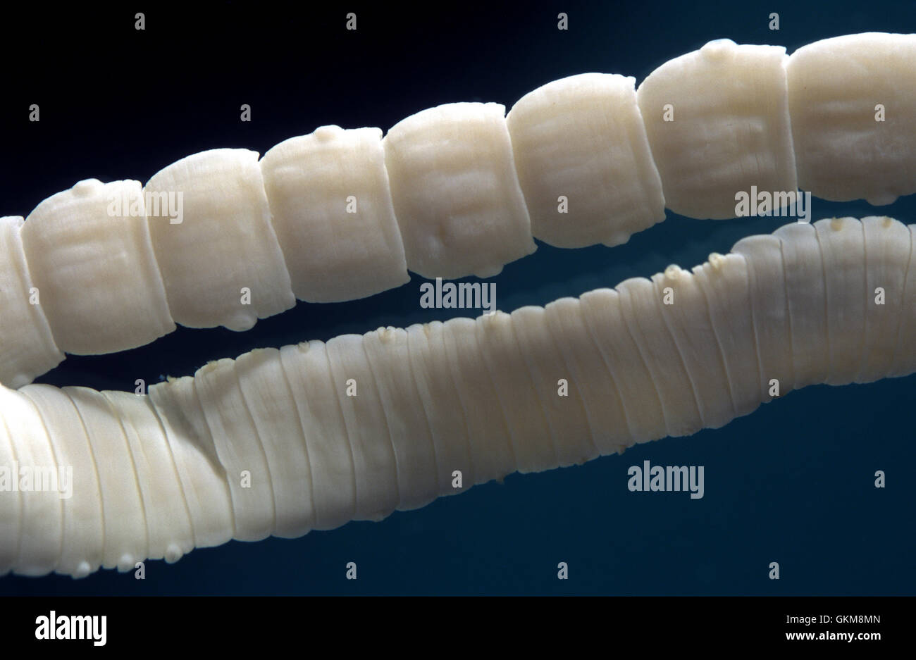 Taenia Solium Immagini e Fotos Stock - Alamy