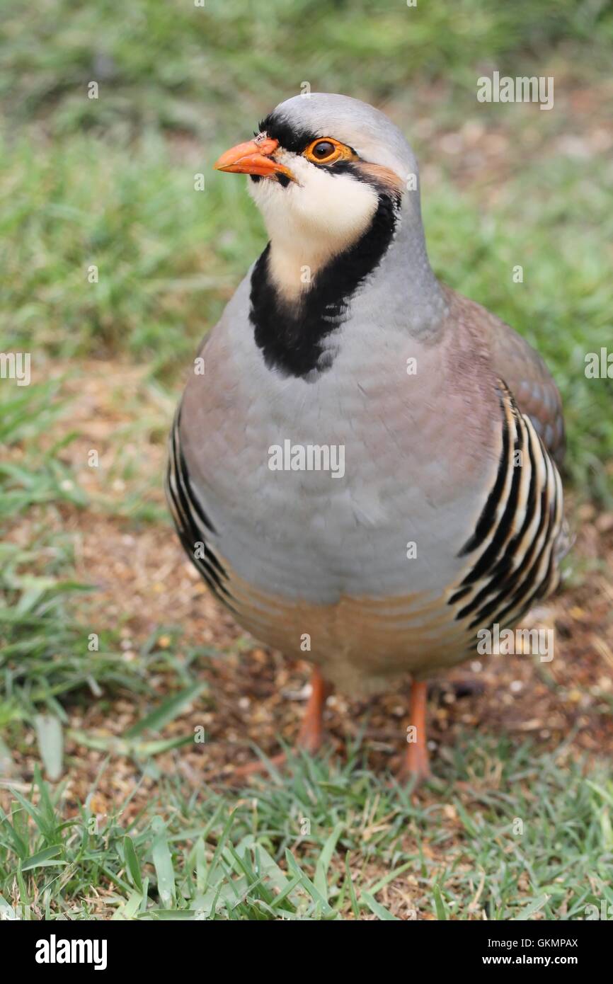 Piume di pernice immagini e fotografie stock ad alta risoluzione - Alamy