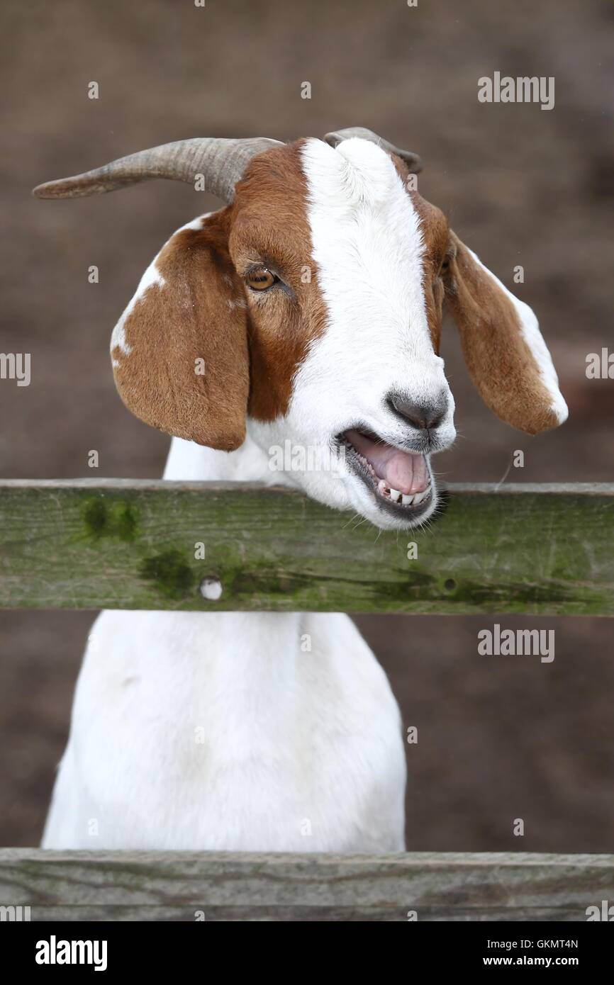Denti di capra immagini e fotografie stock ad alta risoluzione - Alamy