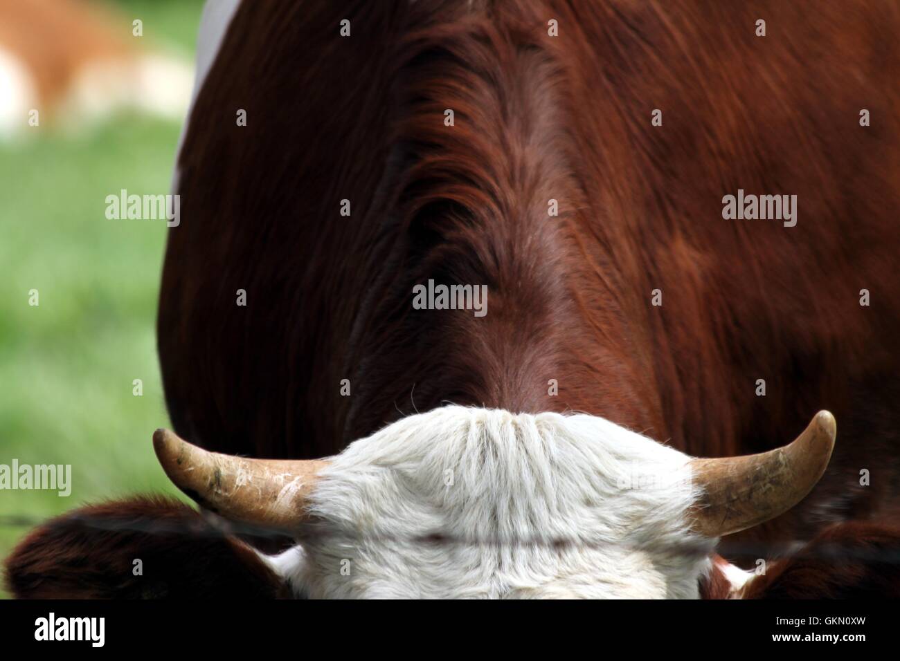 Toro con le corna immagini e fotografie stock ad alta risoluzione - Alamy