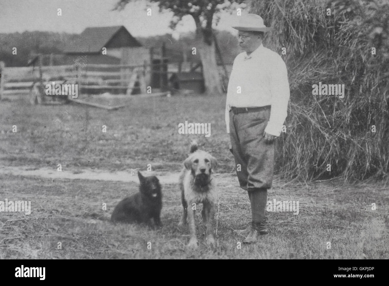 Cani di famiglia cane di famiglia immagini e fotografie stock ad alta ...