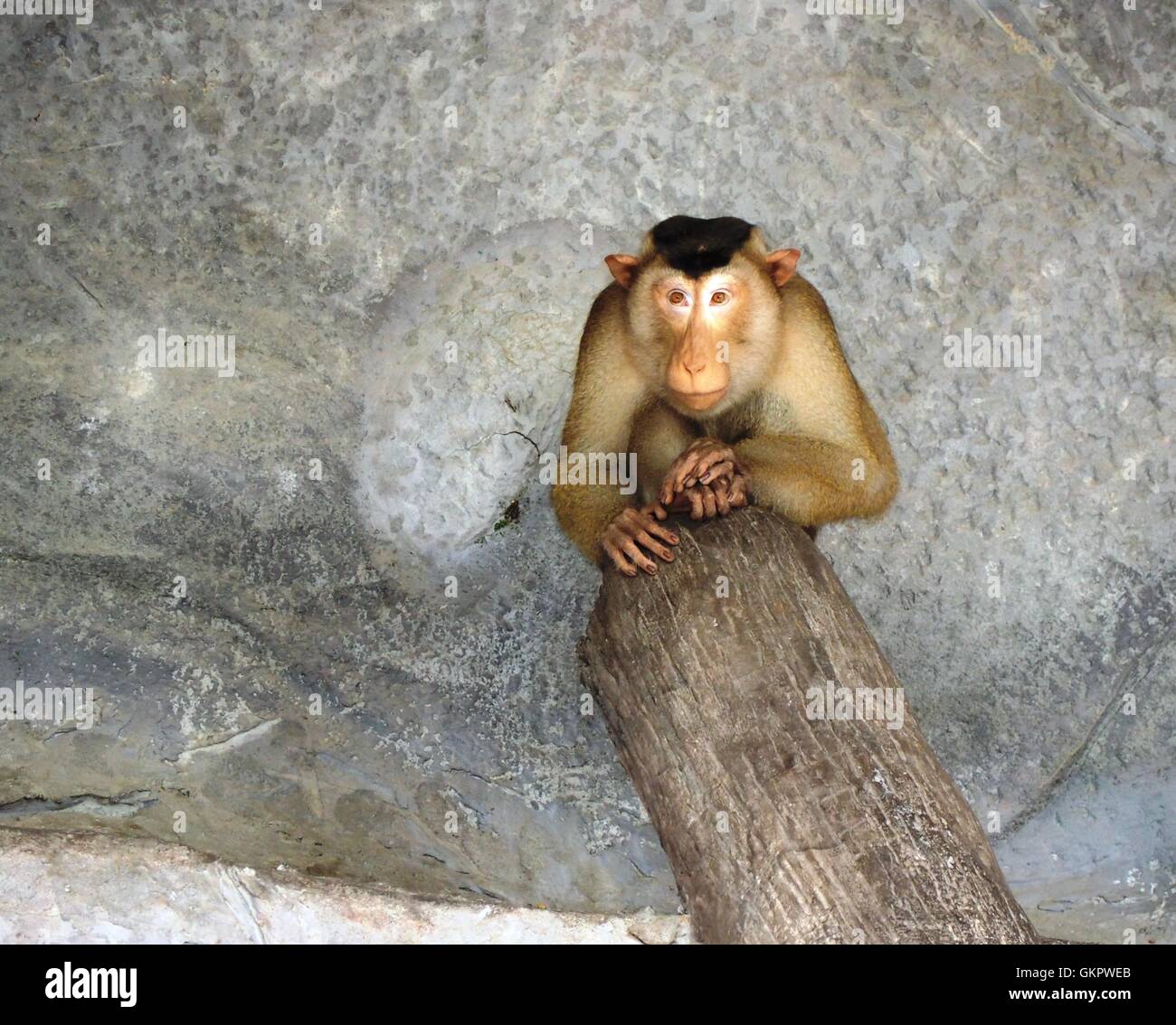Scimmie scoiattolo allo zoo immagini e fotografie stock ad alta ...