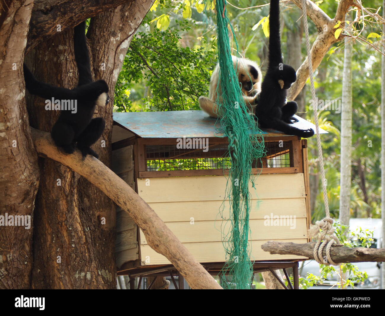 Scimmie scoiattolo allo zoo immagini e fotografie stock ad alta ...