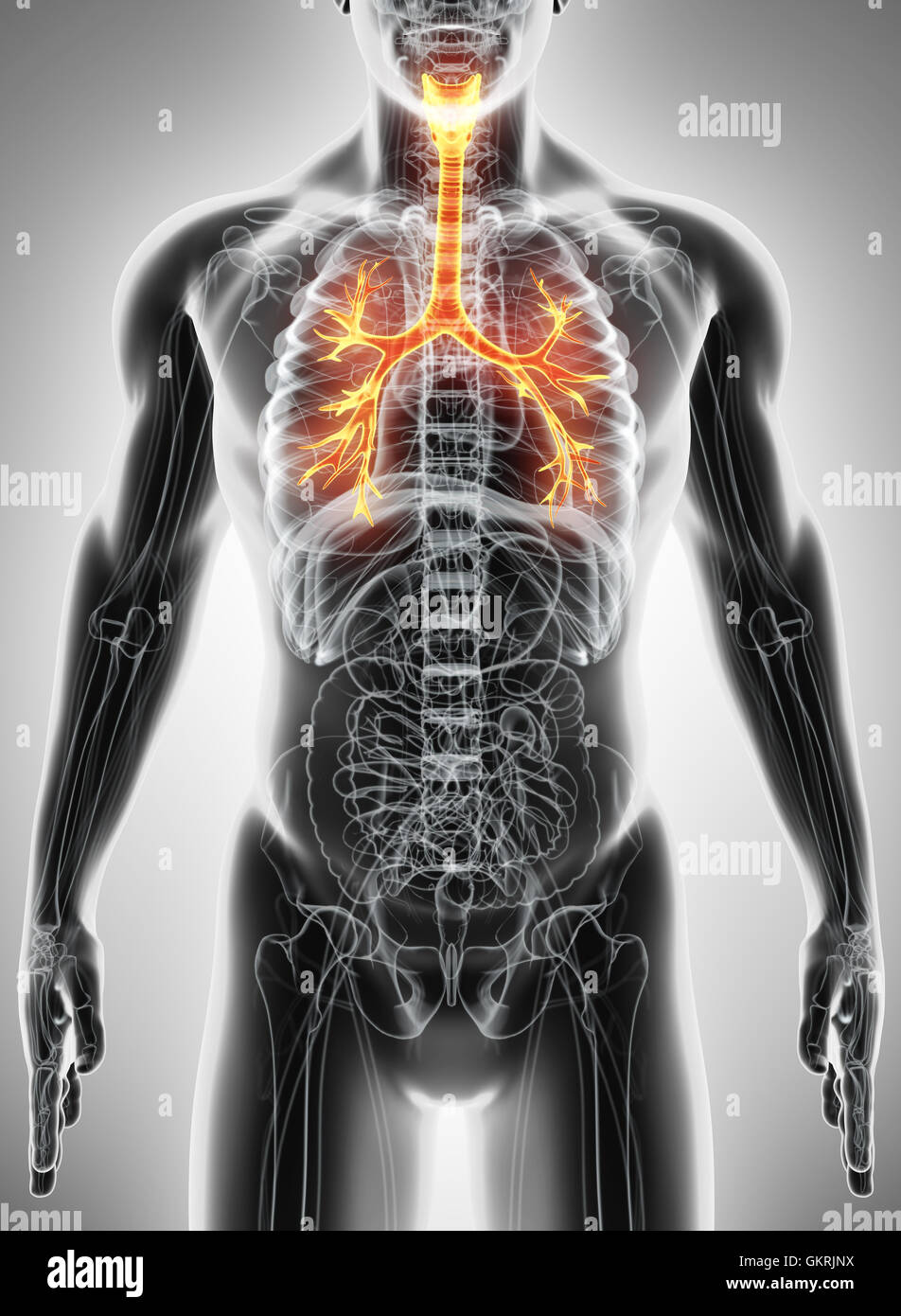 3D illustrazione della laringe Trachea Bronchi parte del sistema ...