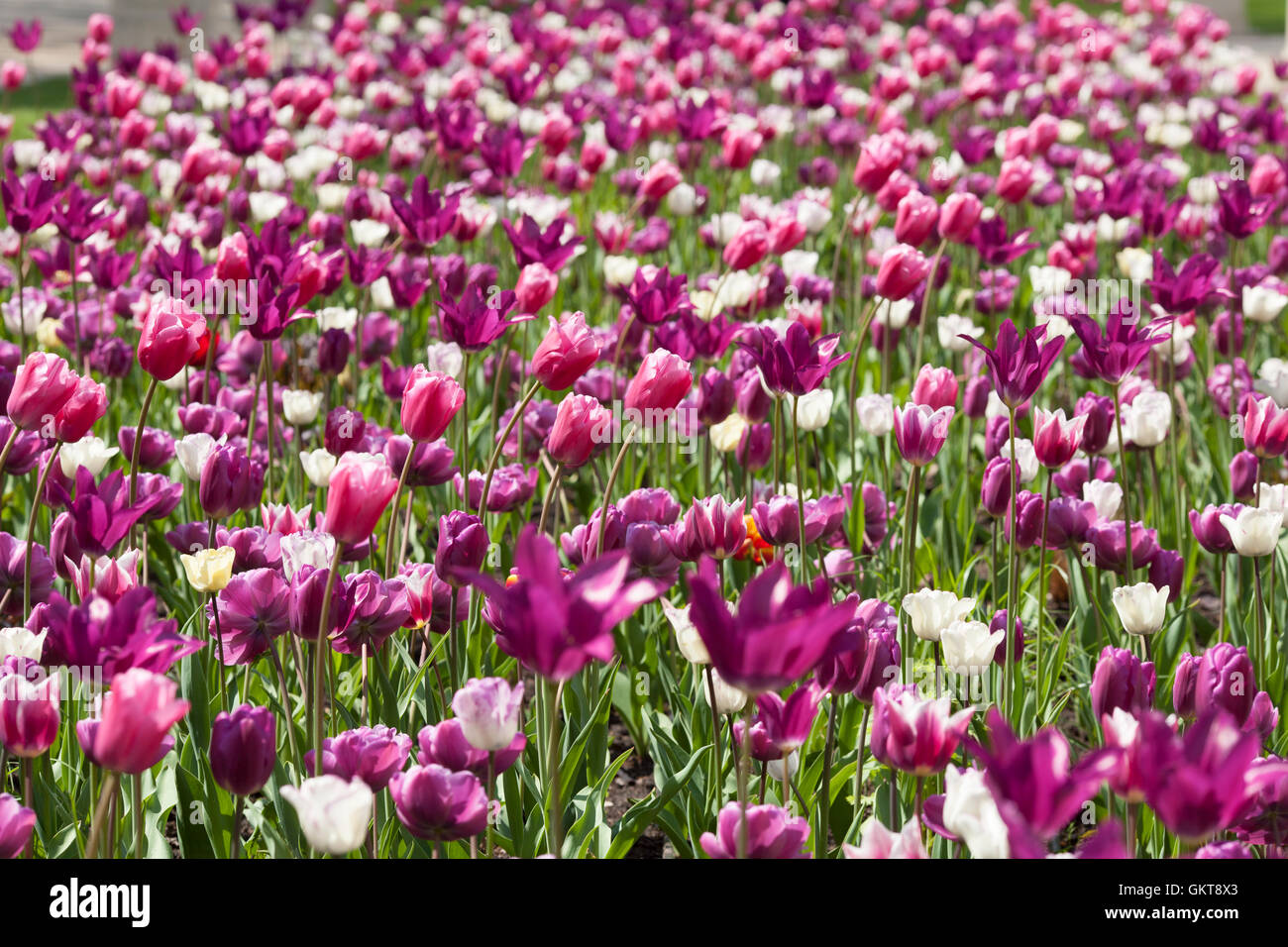 Primavera primavera viola rosa Immagini e Fotos Stock - Alamy