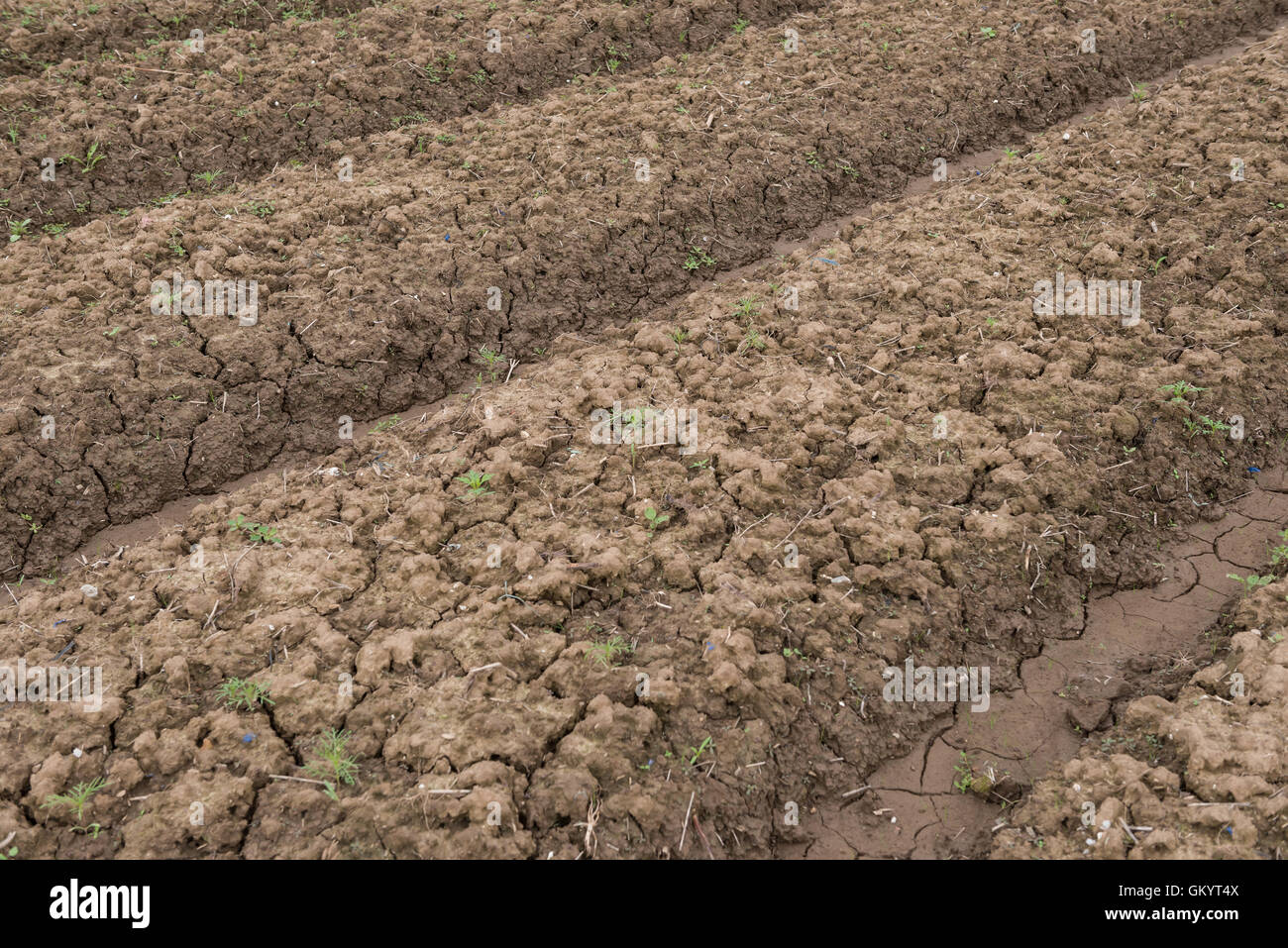 Pronto per la semina immagini e fotografie stock ad alta risoluzione ...