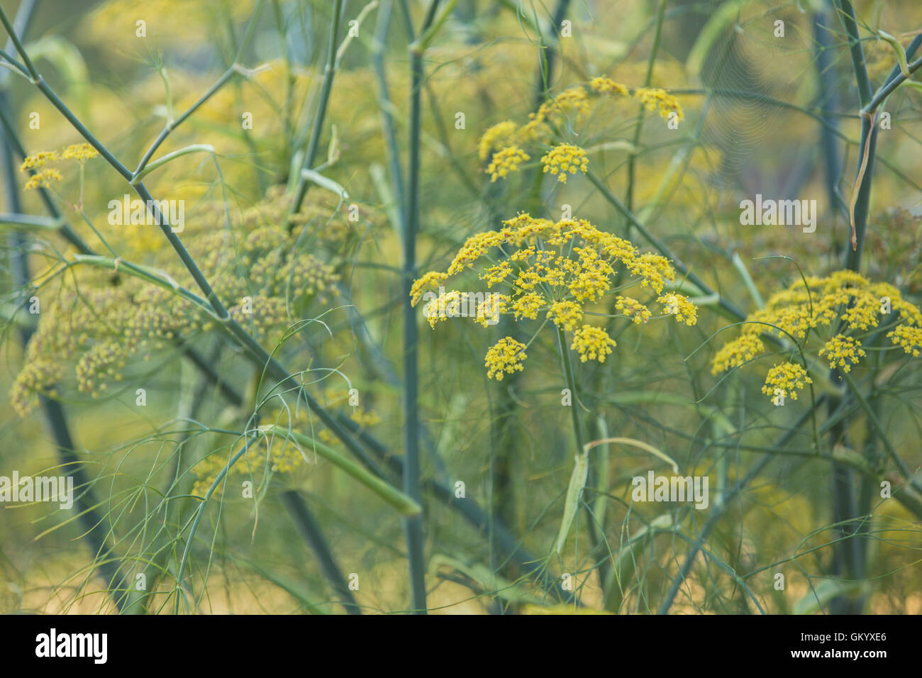 Fiori di finocchio immagini e fotografie stock ad alta risoluzione - Alamy
