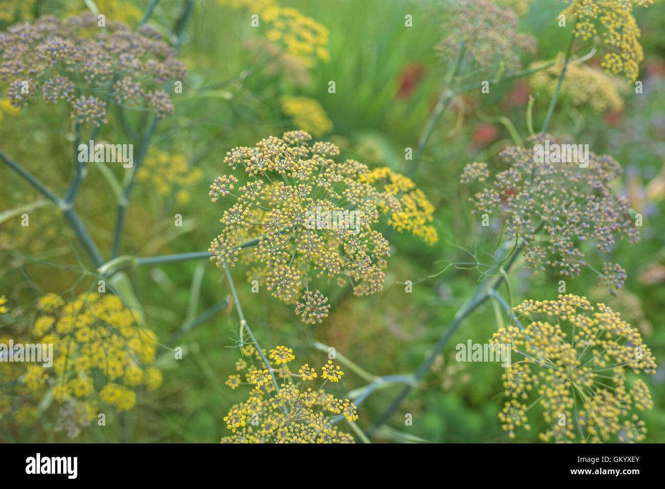 Fiori di finocchio immagini e fotografie stock ad alta risoluzione - Alamy