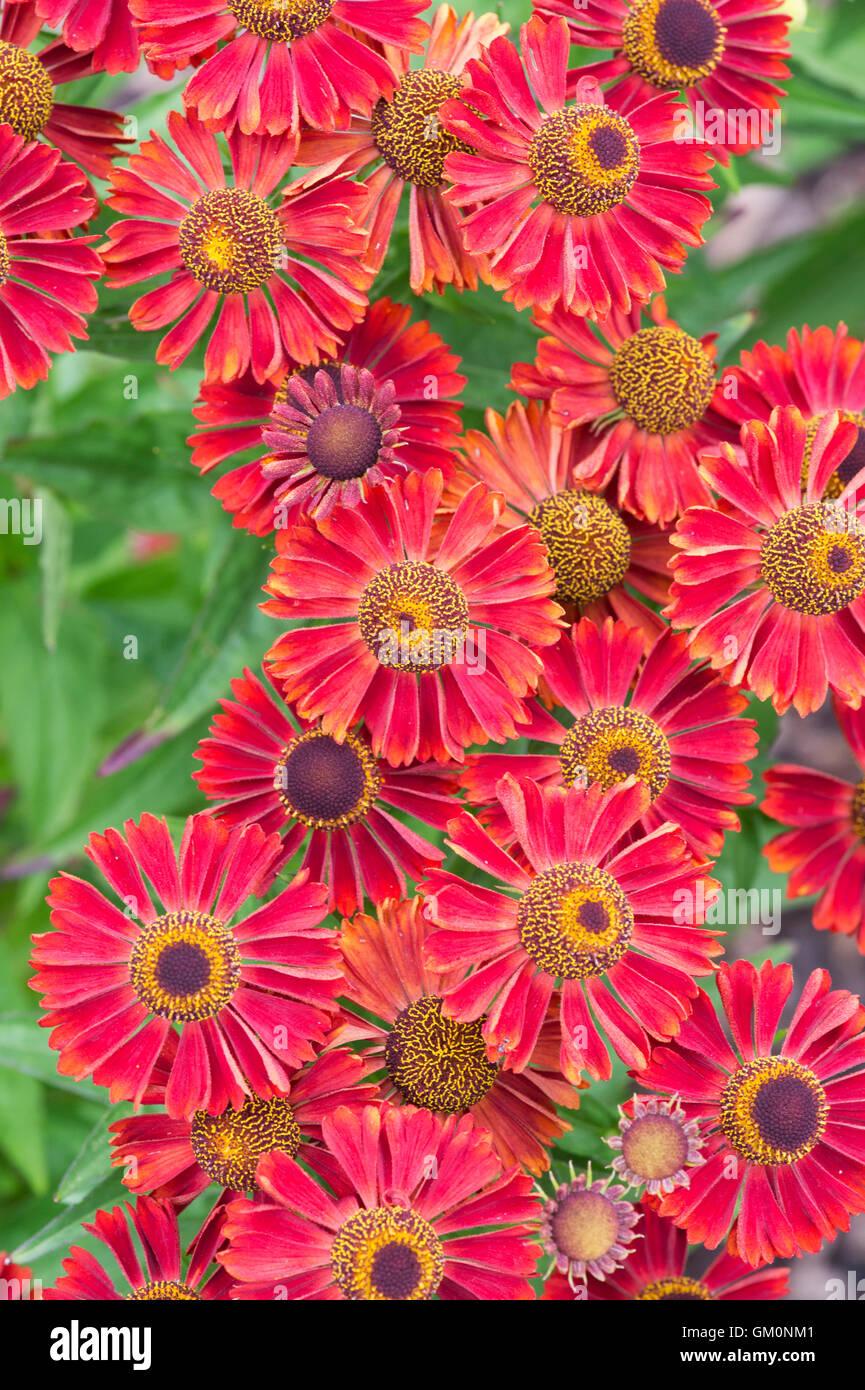 Siesta di daisy dogtooth immagini e fotografie stock ad alta ...