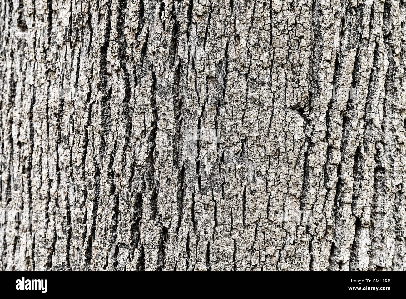 Corteccia di albero di sfondo immagini e fotografie stock ad alta ...