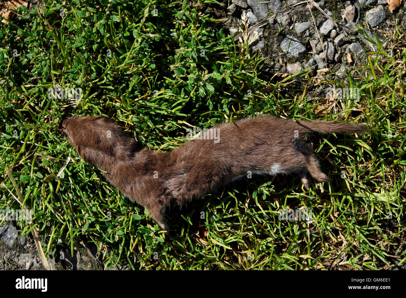Donnola morta immagini e fotografie stock ad alta risoluzione - Alamy