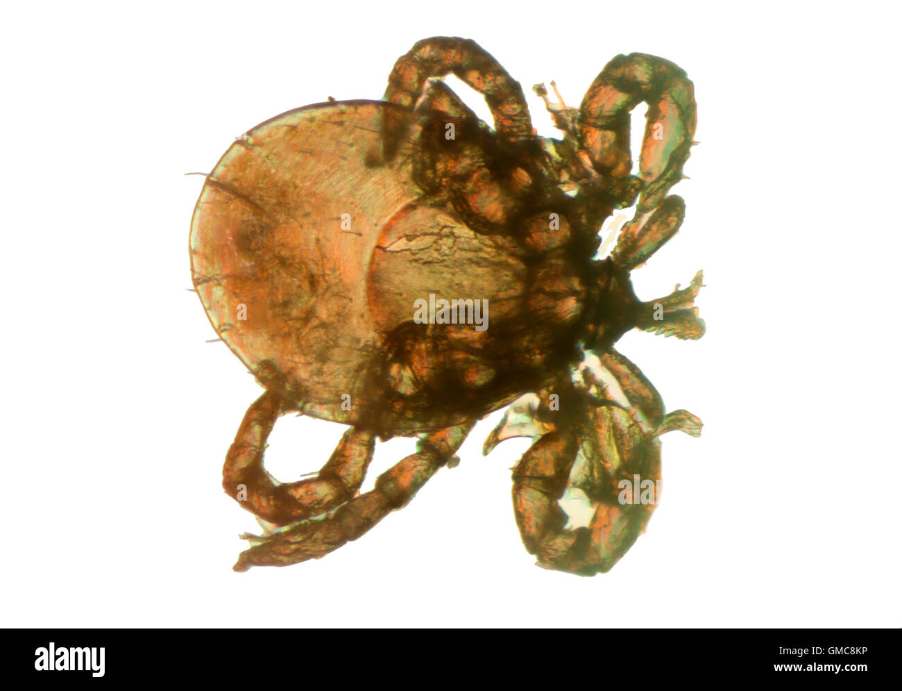 Parassiti e insetti immagini e fotografie stock ad alta risoluzione - Alamy