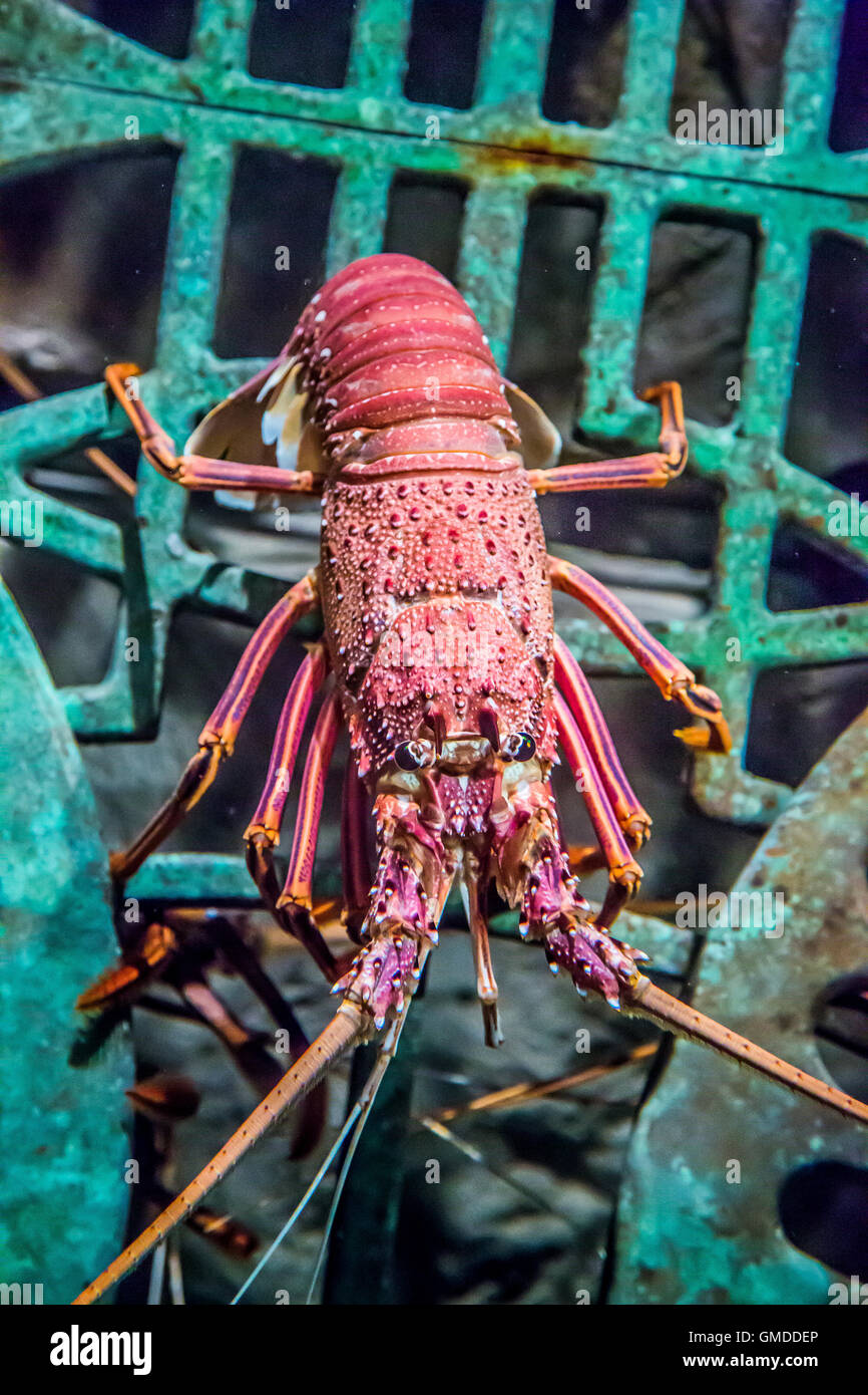 Aragosta in naturale immagini e fotografie stock ad alta risoluzione ...