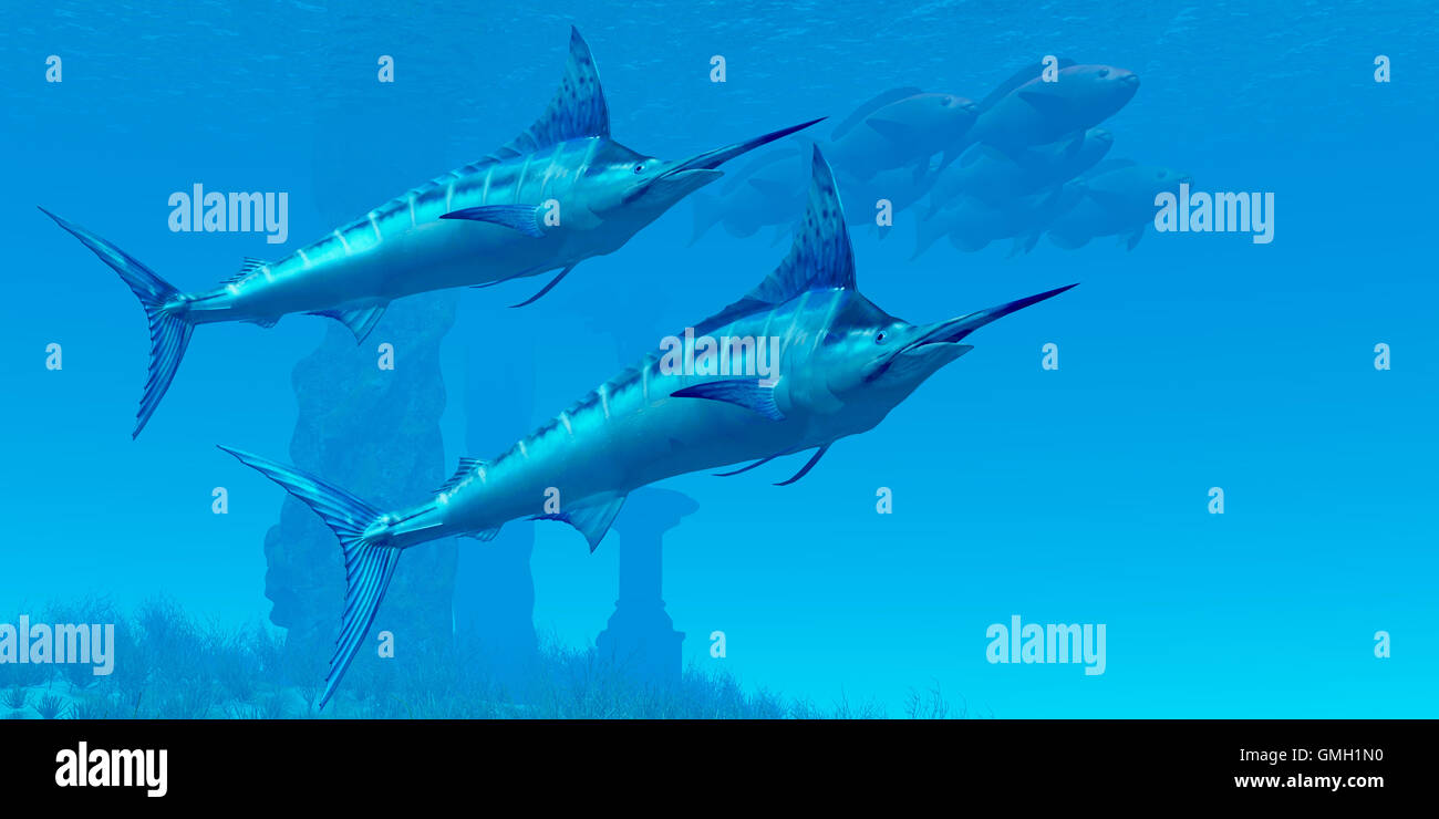 Marlin pesce vela immagini e fotografie stock ad alta risoluzione - Alamy