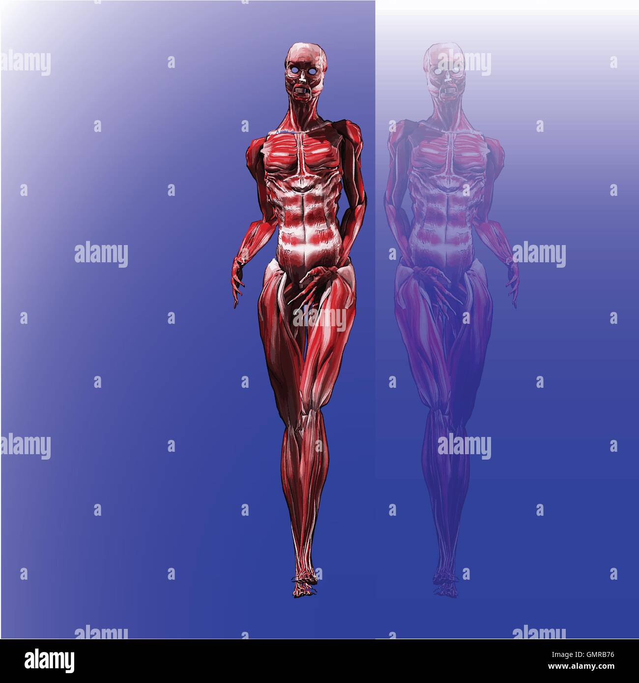 Anatomia muscoli Immagini Vettoriali Stock - Alamy