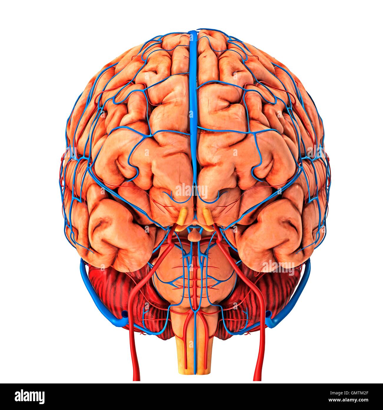 Il cervello del sistema vascolare e la fornitura di sangue ...