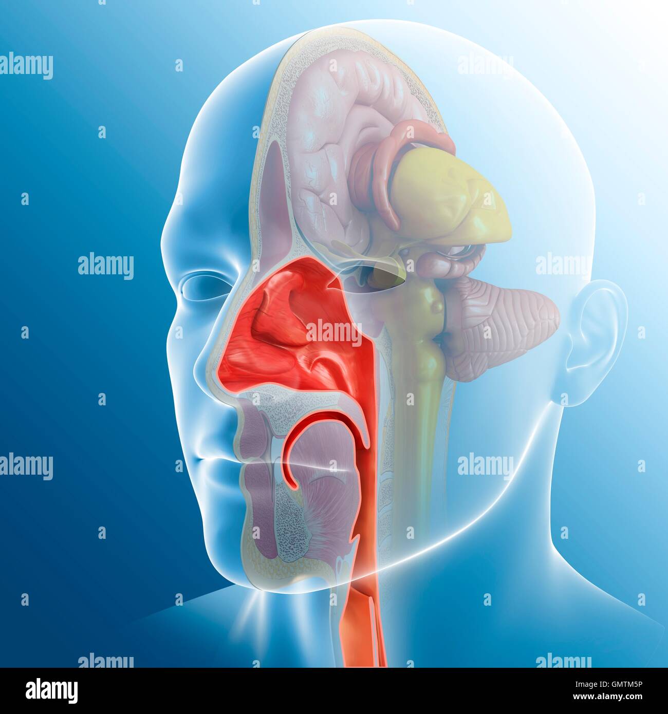 Which are the nasal cavity immagini e fotografie stock ad alta ...