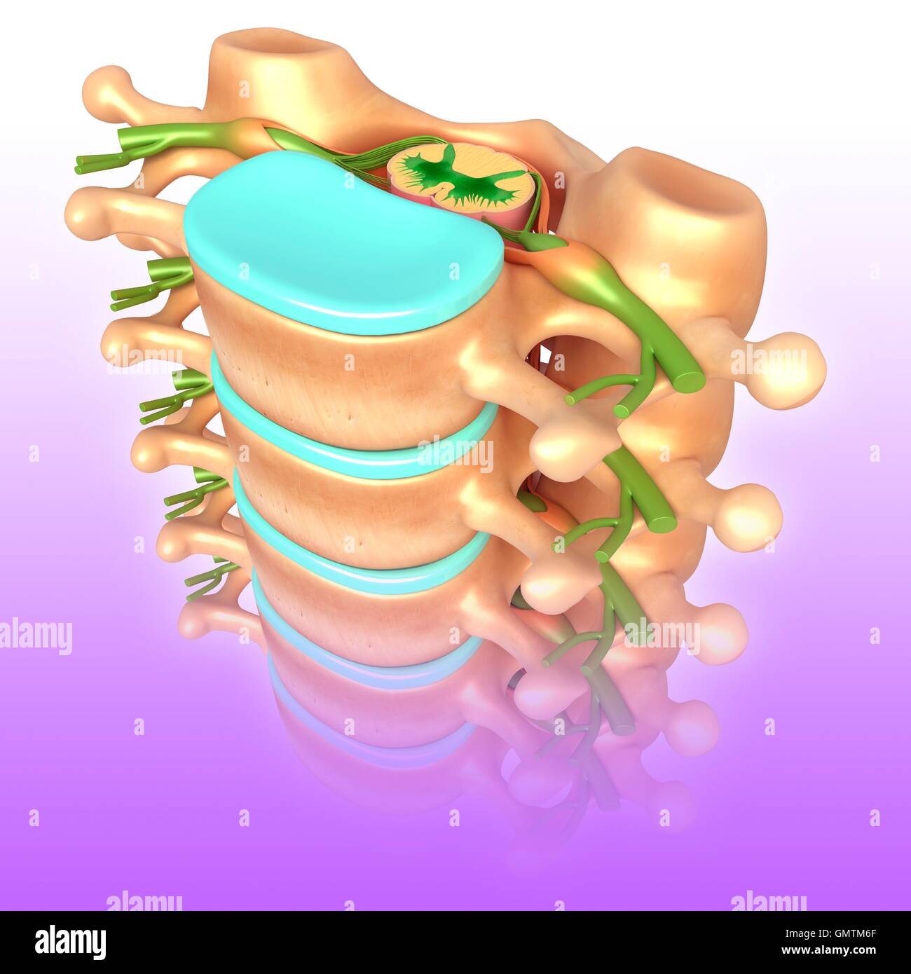Anatomia delle vertebre lombari immagini e fotografie stock ad alta ...