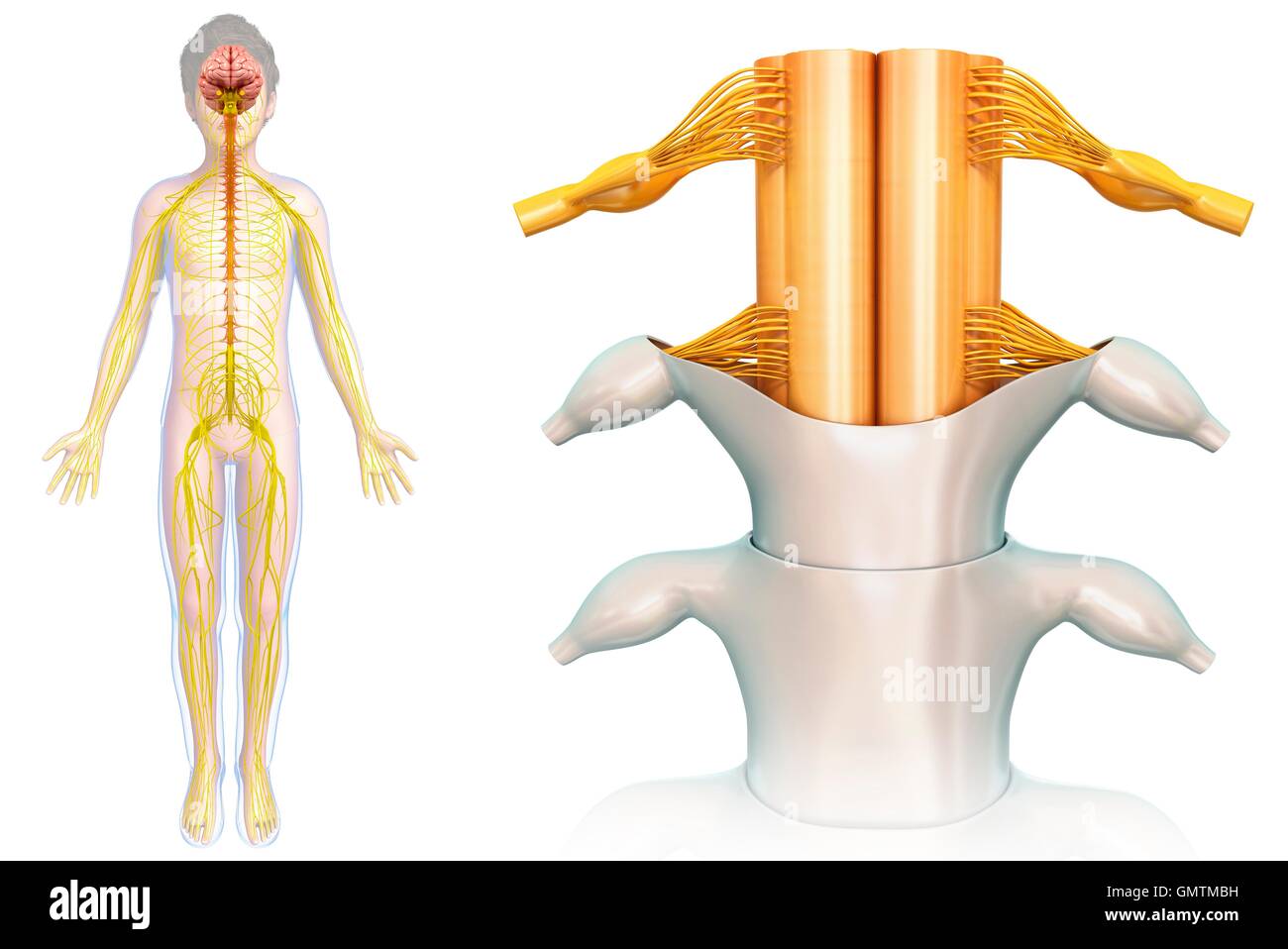 Anatomia del midollo spinale immagini e fotografie stock ad alta ...
