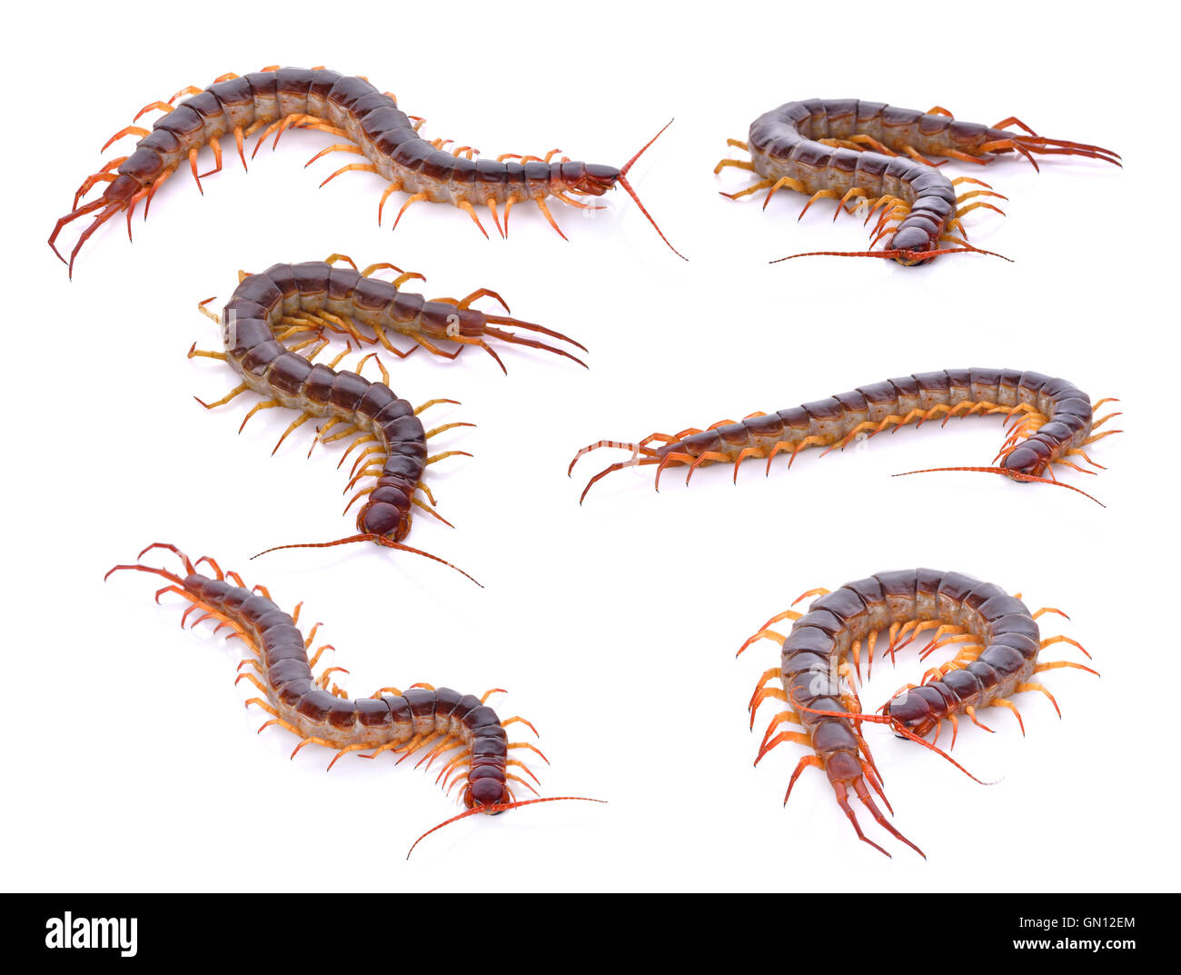 Brown centipedes immagini e fotografie stock ad alta risoluzione - Alamy