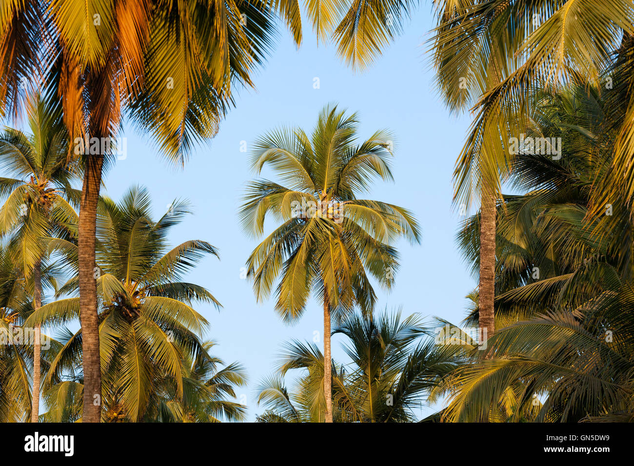 Palma da cocco immagini e fotografie stock ad alta risoluzione - Alamy