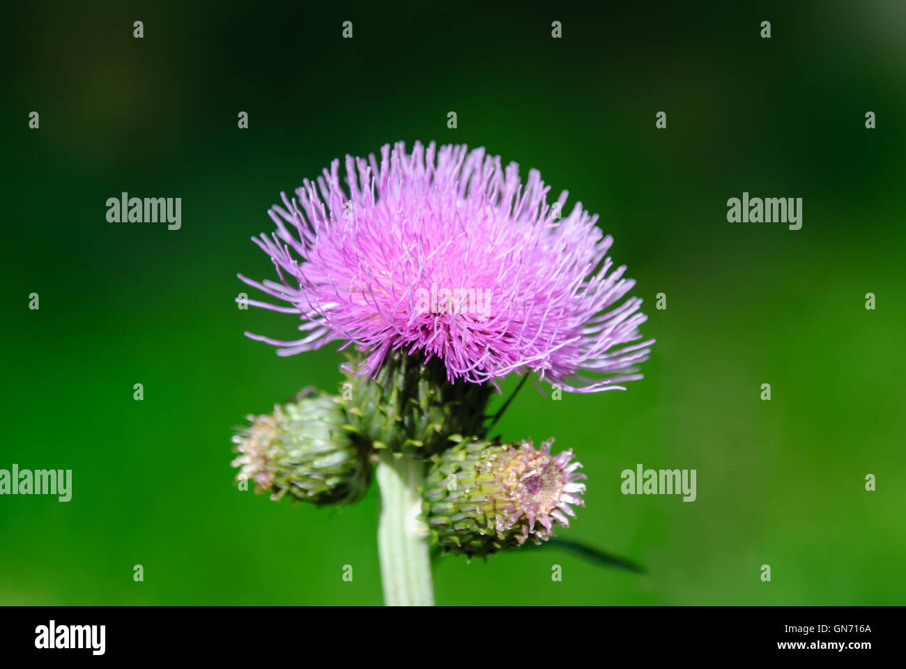 Cardo variegato immagini e fotografie stock ad alta risoluzione - Alamy