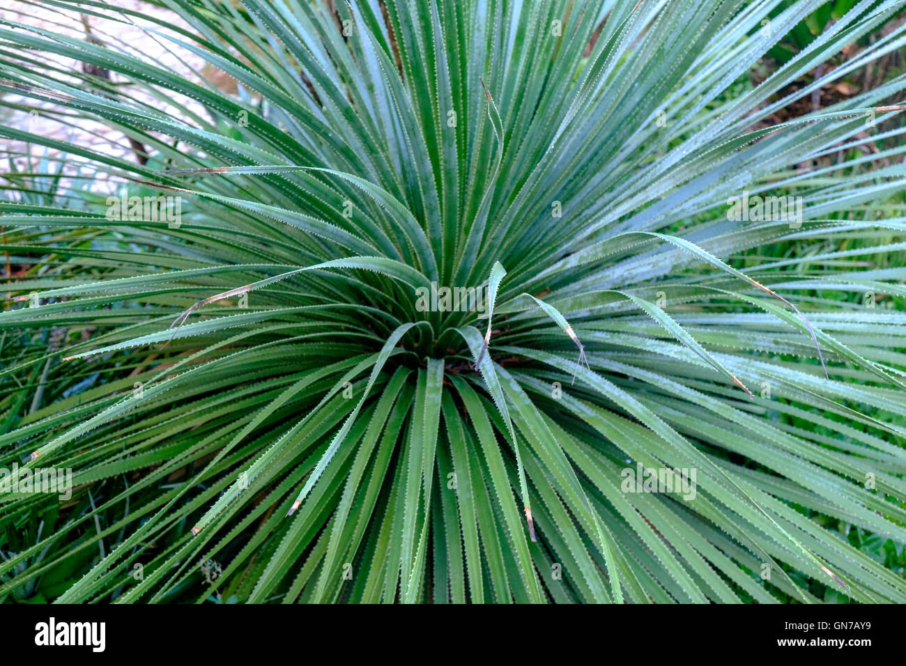 Piega della cresta immagini e fotografie stock ad alta risoluzione - Alamy