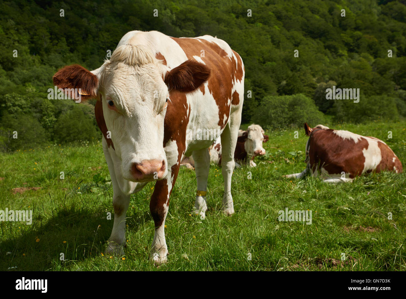 Mucche nella valle immagini e fotografie stock ad alta risoluzione - Alamy
