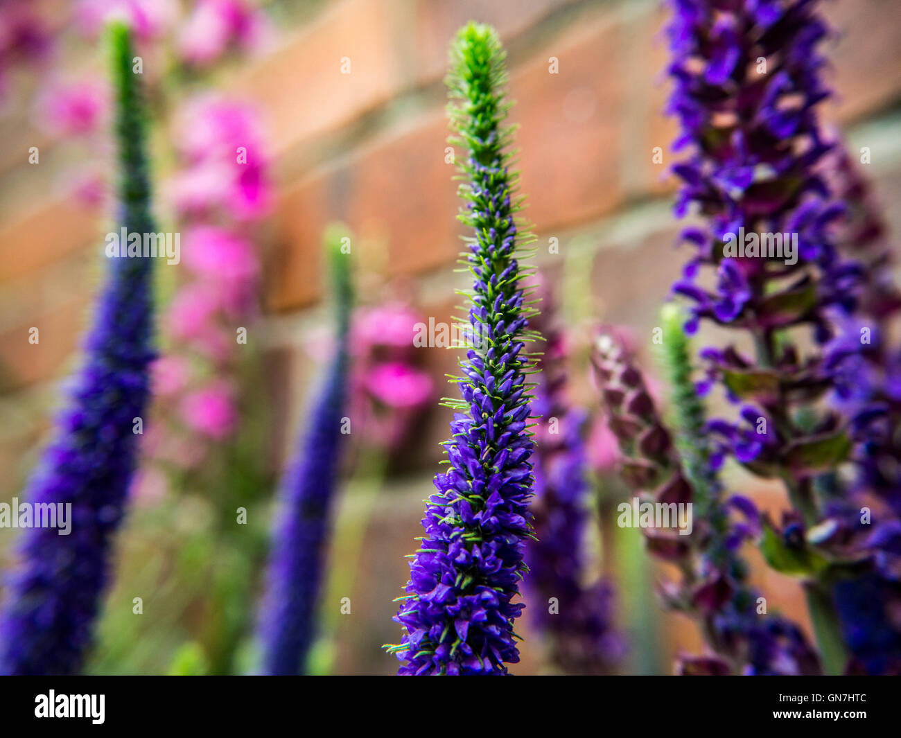 Fiore di veronica immagini e fotografie stock ad alta risoluzione - Alamy
