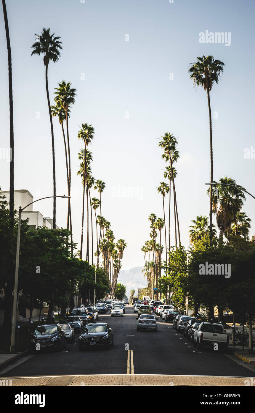 Palm tree lined street los immagini e fotografie stock ad alta ...