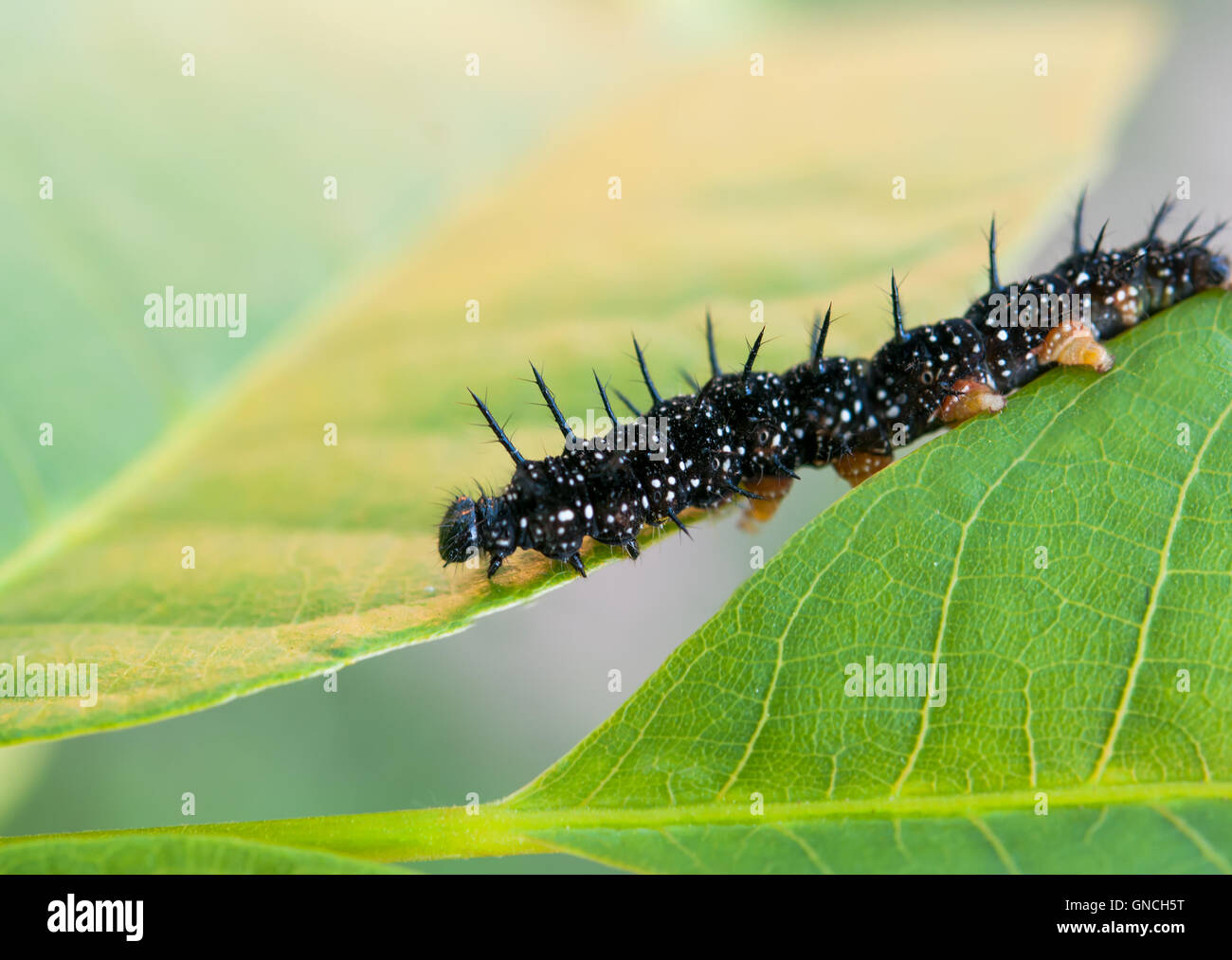 Bruchi neri e gialli immagini e fotografie stock ad alta risoluzione ...