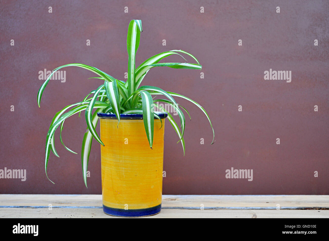 Pianta di ragno immagini e fotografie stock ad alta risoluzione ...