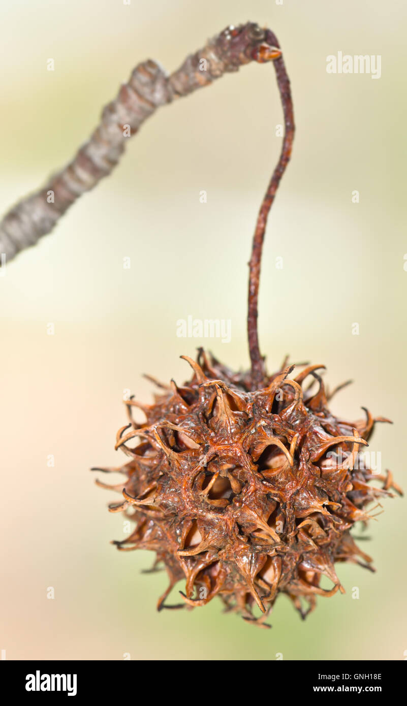 Albero palla spiky immagini e fotografie stock ad alta risoluzione - Alamy